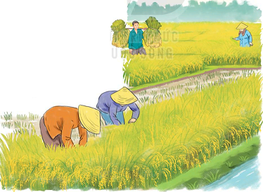 Bài tập tiếng việt(Tập 2) lớp 2 - Bài 7: Hạt Thóc